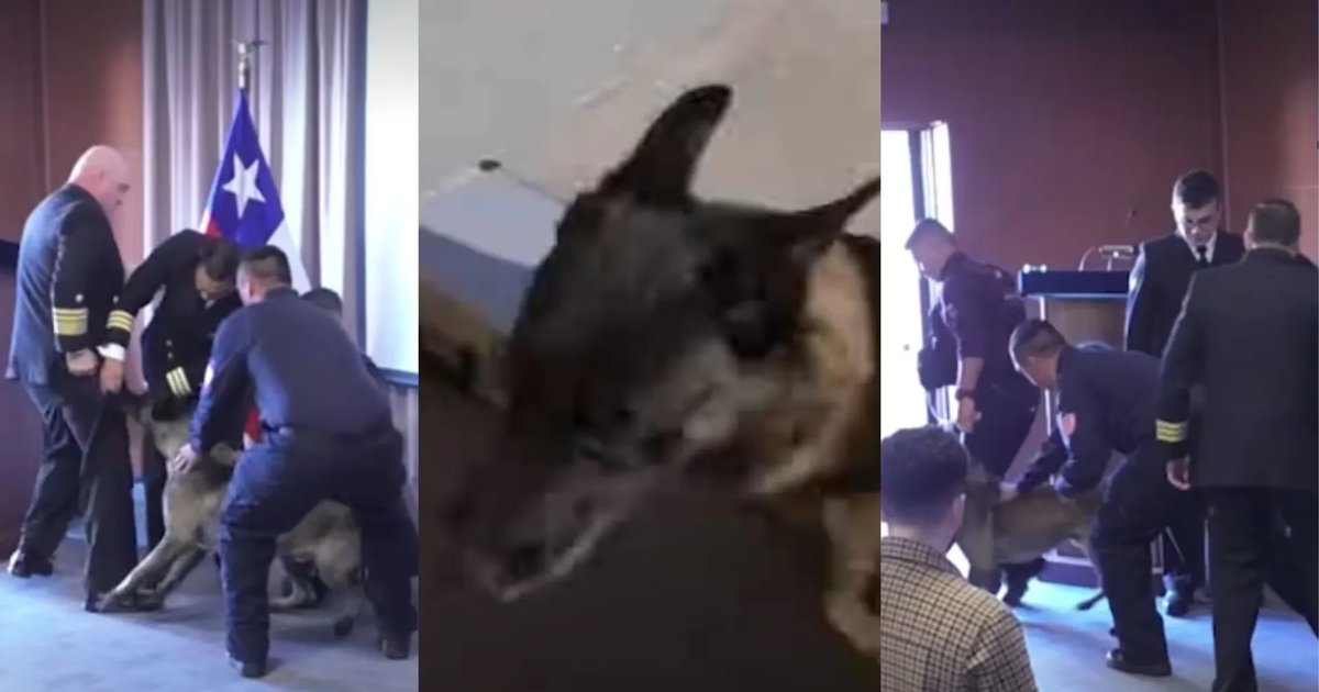 Video: Perro antidrogas muerde a un jefe de la Marina durante acto ...