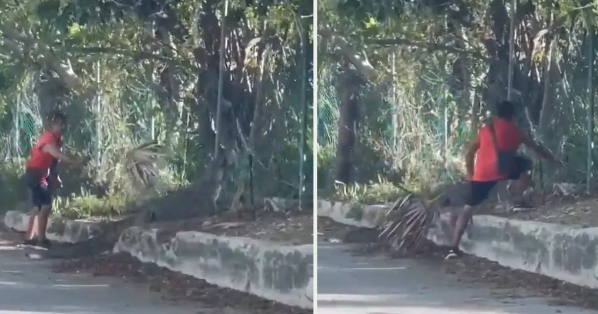 Video: Hombre enfrenta con una palmera seca a un cocodrilo en Cancún